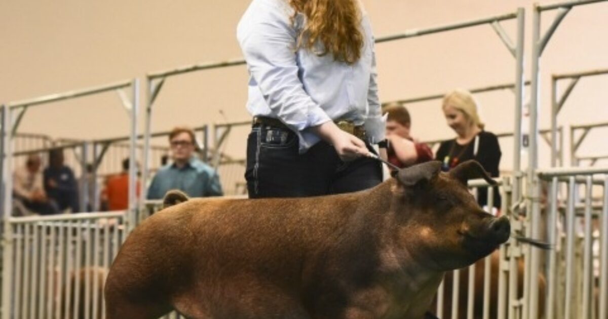 Basic Show Pig Nutrition | Farmers Cooperative Society