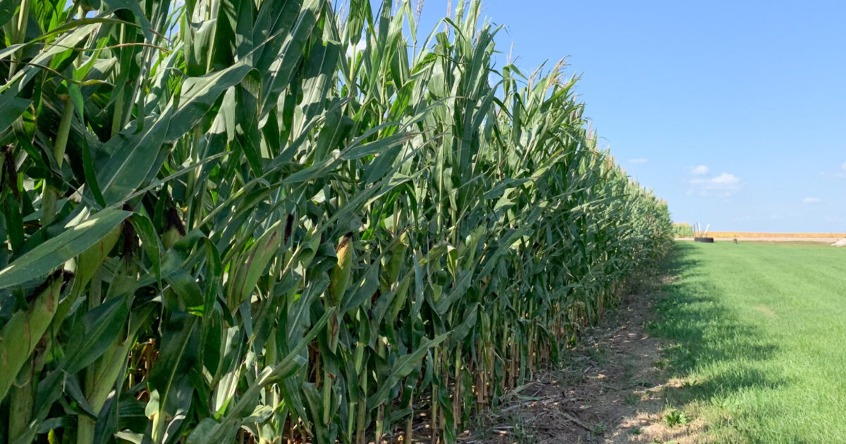 How Should I Handle Marginal Farm Land? | Farmers Cooperative Society