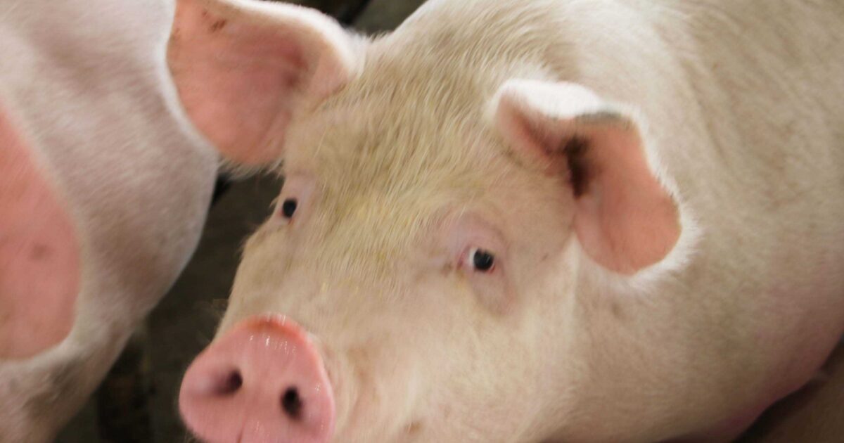 Ensuring the Future of Pig Farming | Farmers Cooperative Society