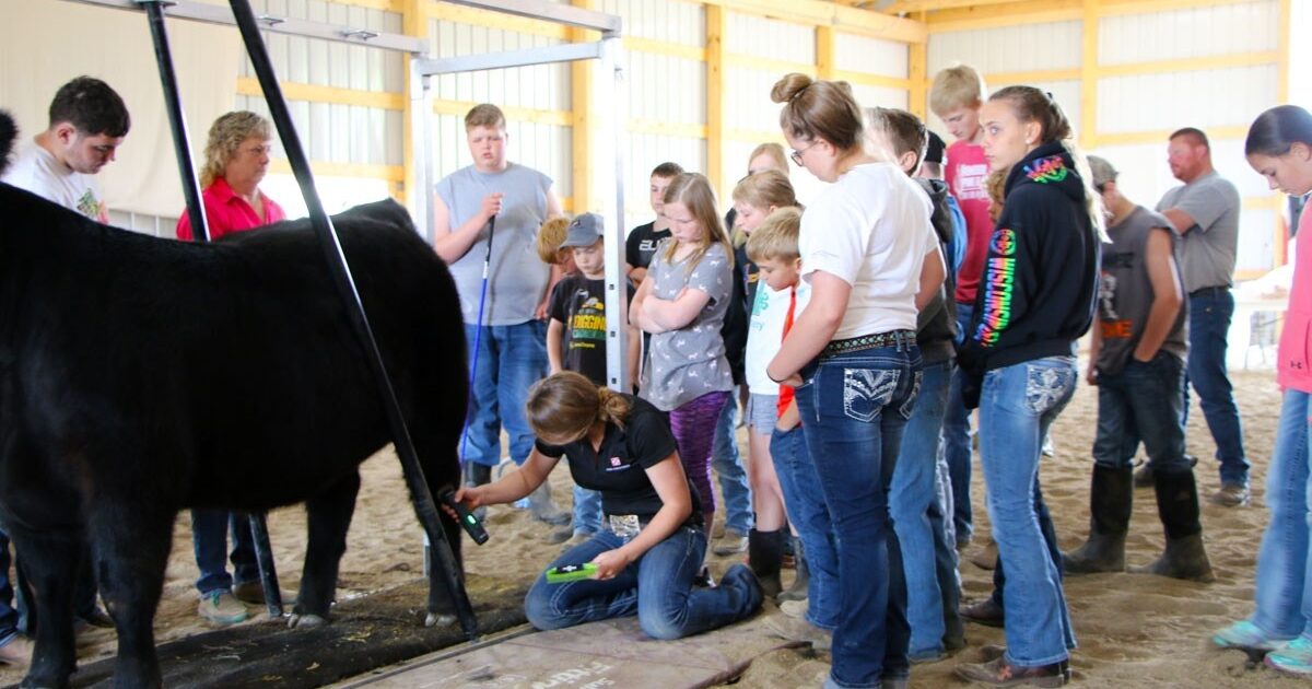 Show Ring Ready! Tips & Tricks | Farmers Cooperative Society