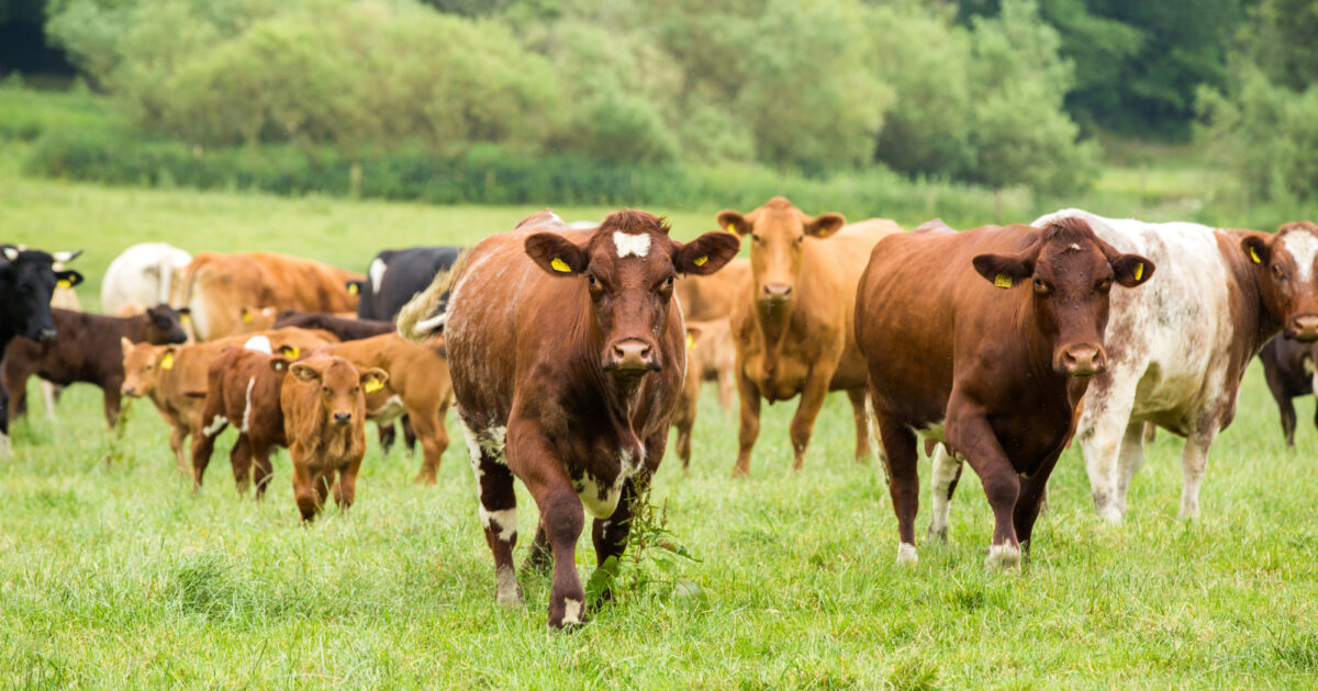 May Cow/Calf Update | Farmers Cooperative Society