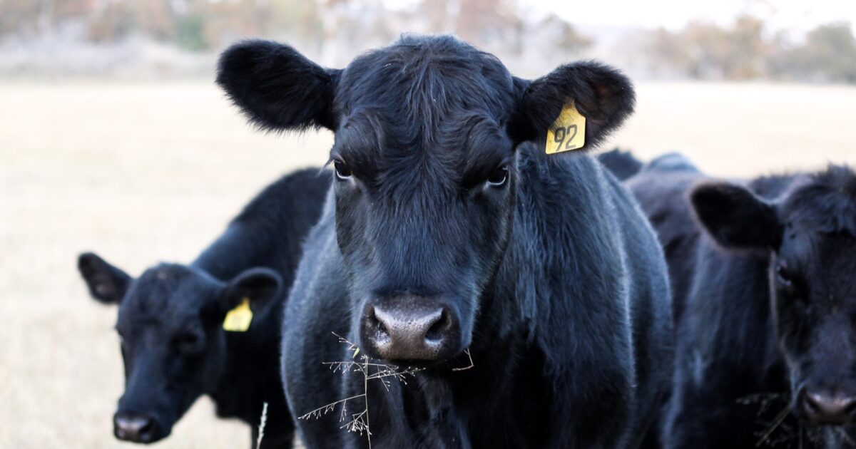 November Calf Update | Farmers Cooperative Society